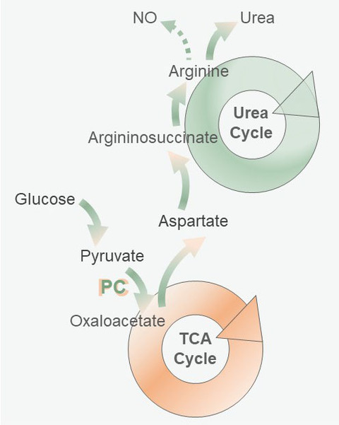 Danial Lab identifies a connection between mitochondrial pyruvate metabolism and inflammation ...